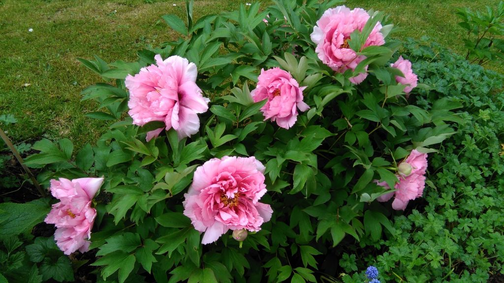 Easter Peonies | phillipwhidden.com